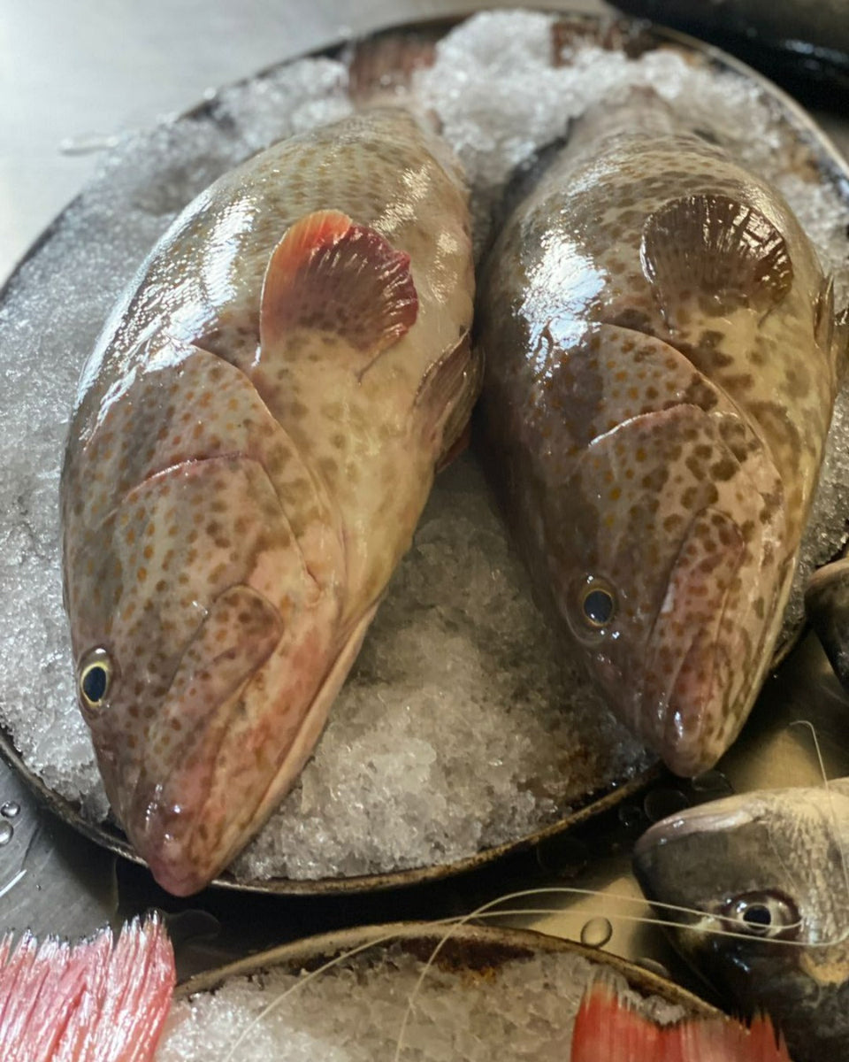 Fresh Wild caught Whole Hamour- Grade A – Seafreshdxb